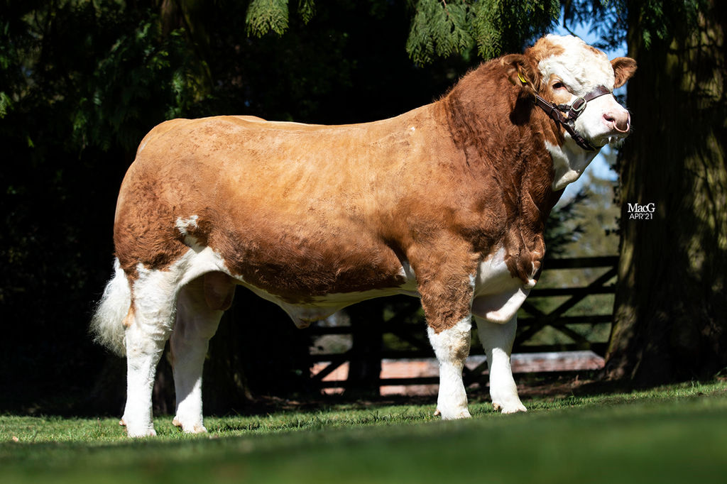 Wroxall Simmentals | Pedigree Simmental Cattle | England