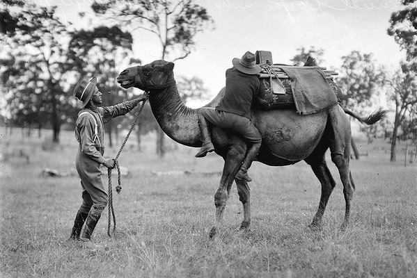 Beale's Camel Corps