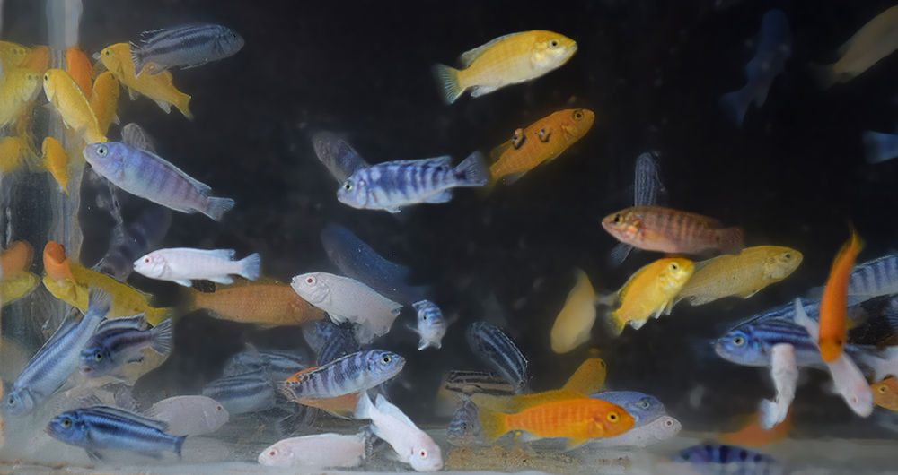Basic guidelines for starting a new aquarium and having a healthy ...