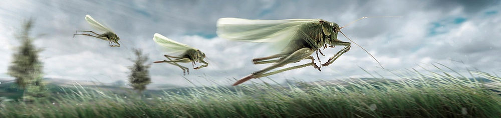 OPEN VISION WARNING: the locust army// churches - mosques // war