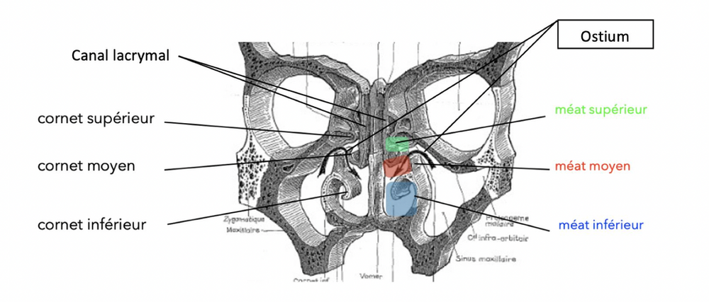 Sinus : méat x ↔ sous le cornet x
