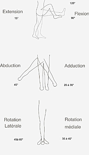 Mouvement hanche amplitude degré
