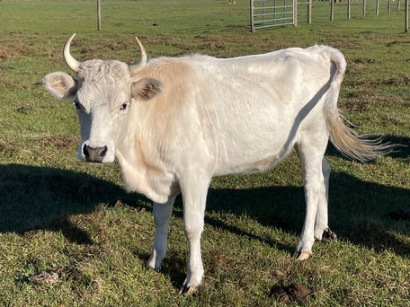 Florida Cracker Cows | idlewildranch