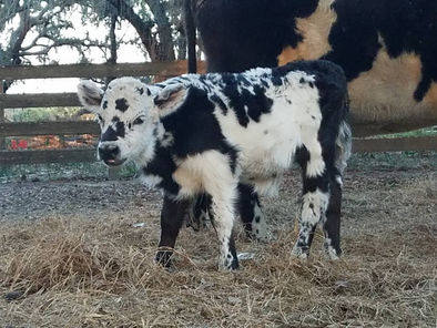 Mini Panda Cows | Florida | IdleWild
