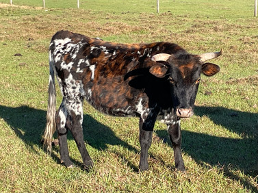 Florida Cracker Cattle
