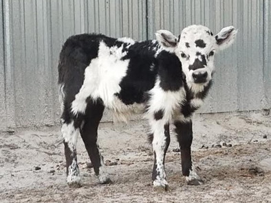 Mini Panda Cows | Florida | IdleWild