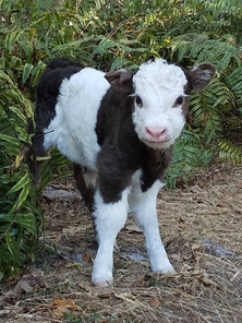 Mini Panda Cows | Florida | IdleWild