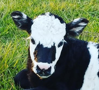 Mini Panda Cows | Florida | IdleWild