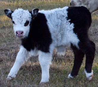 Mini Panda Cows | Florida | IdleWild