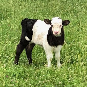 Mini Panda Cows | Florida | IdleWild
