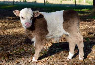 Mini Cattle and Mini Donkeys for Sale in Central Florida | FLIP Family Farm