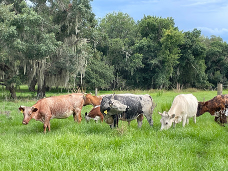 Florida Cracker Cows | idlewildranch