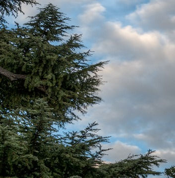 Approved CTEC-IRS 20 Hour Continuing Education Tax Classes