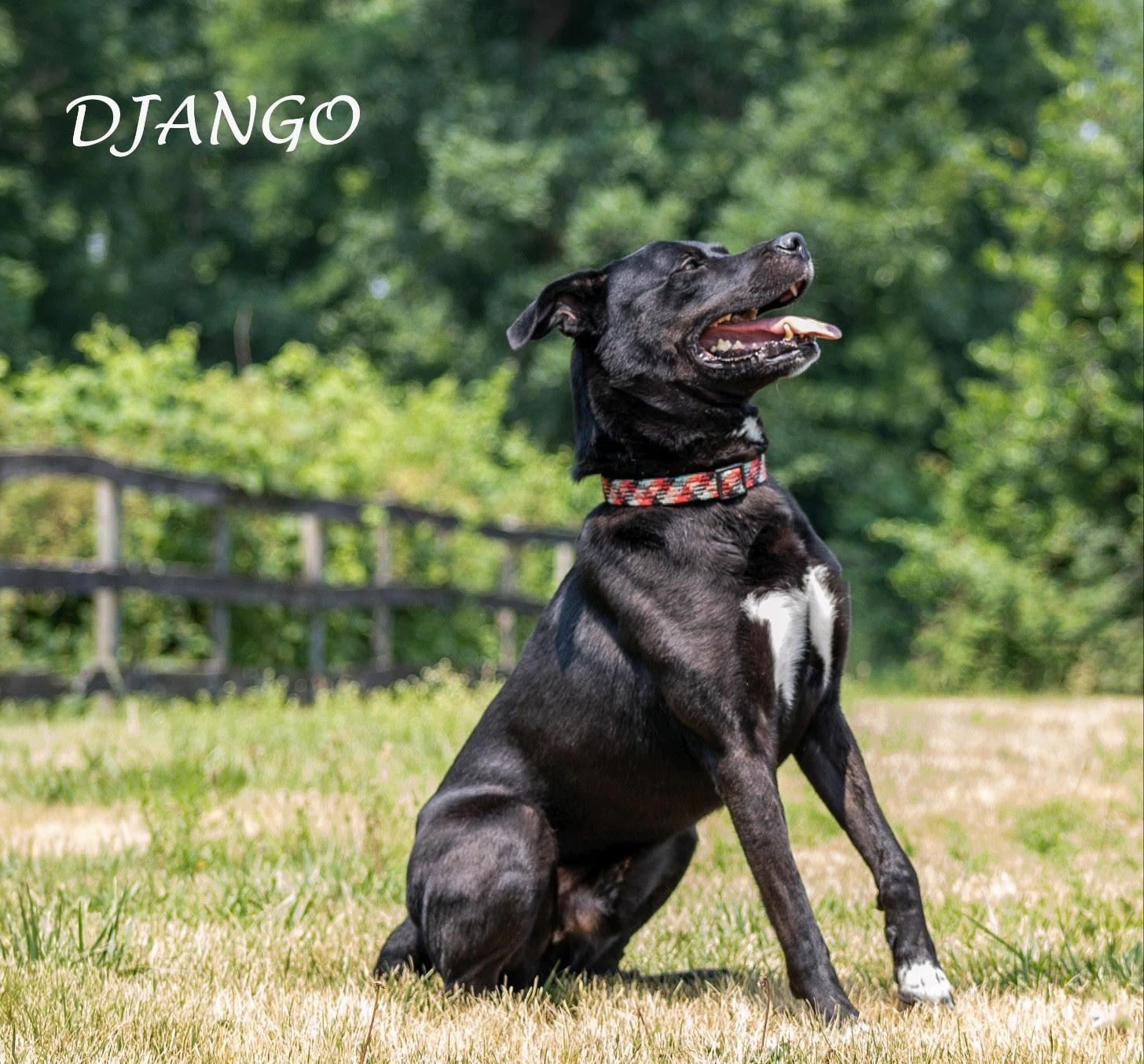 Django | Rebound Hounds