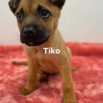 ADOPTABLE DOGS | Rebound Hounds