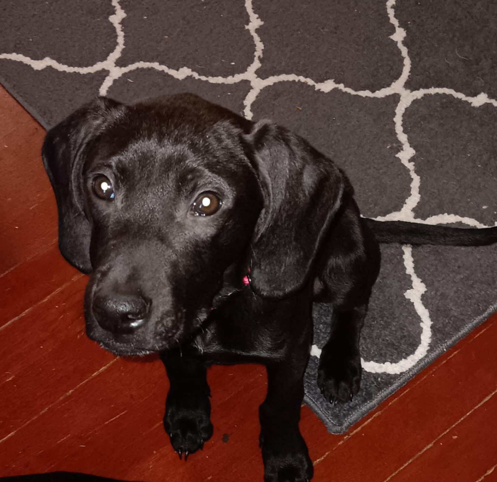 Ranger | Rebound Hounds