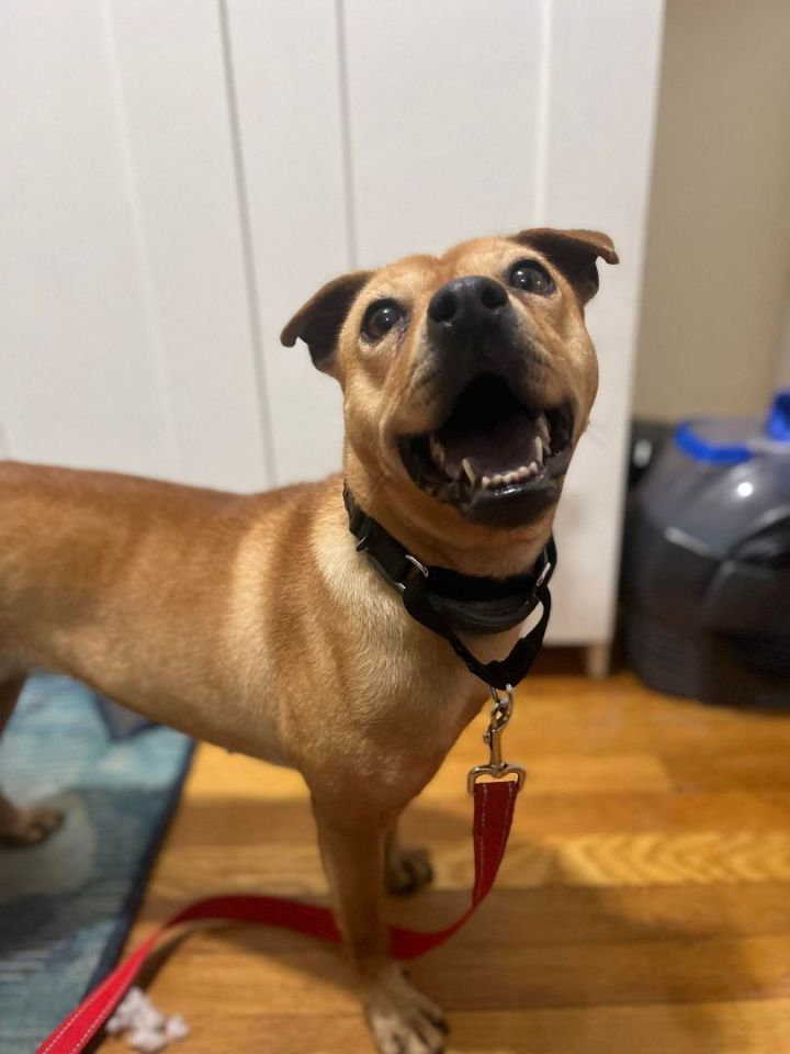 Peppa | Rebound Hounds