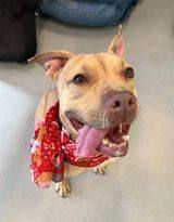 Sandy | Rebound Hounds