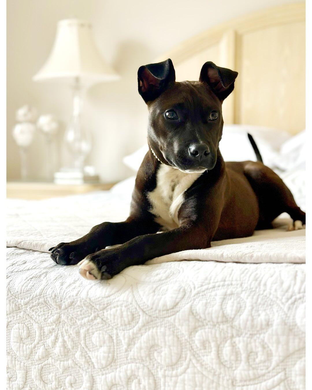 Winnie | Rebound Hounds