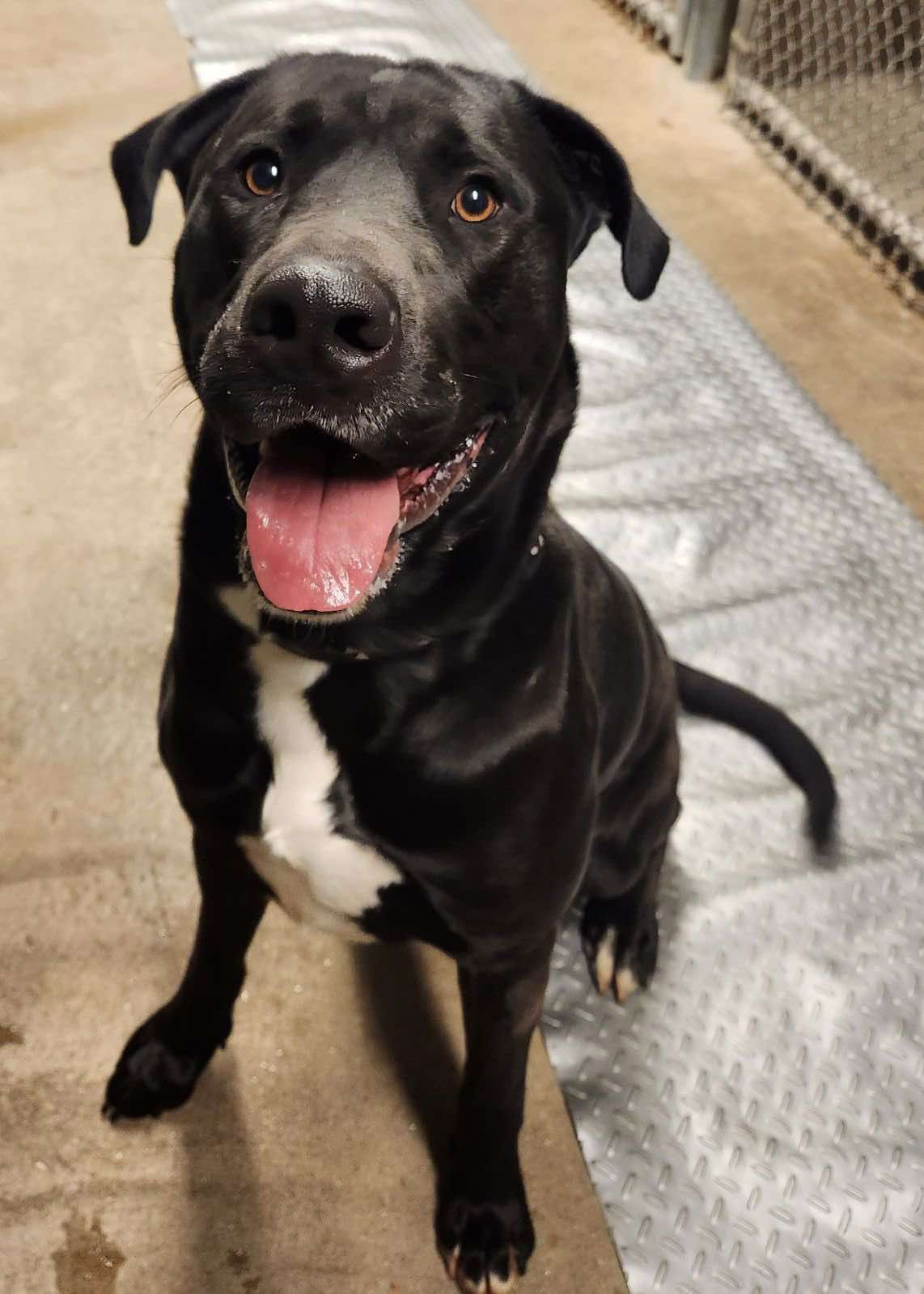 Cole | Rebound Hounds