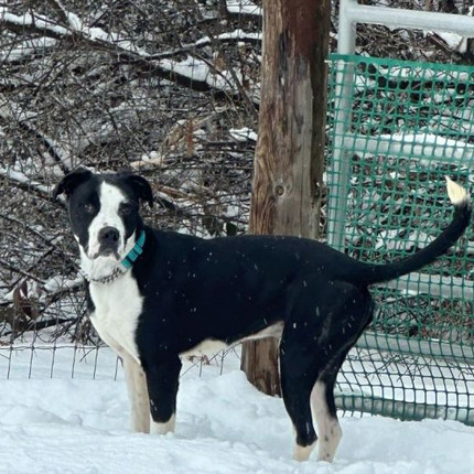 ADOPTABLE DOGS | Rebound Hounds