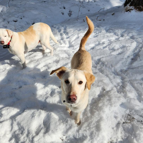 HOME | Rebound Hounds