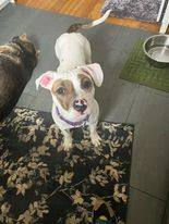 Suki | Rebound Hounds