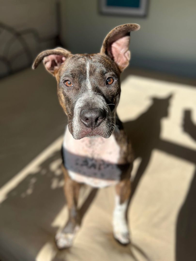 Taz | Rebound Hounds