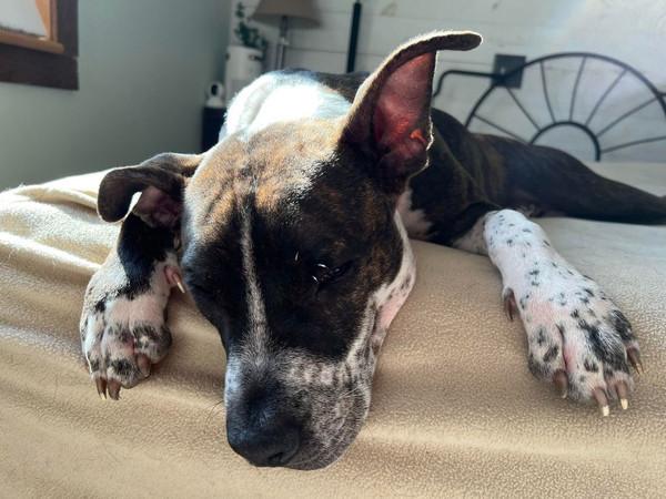 Taz | Rebound Hounds