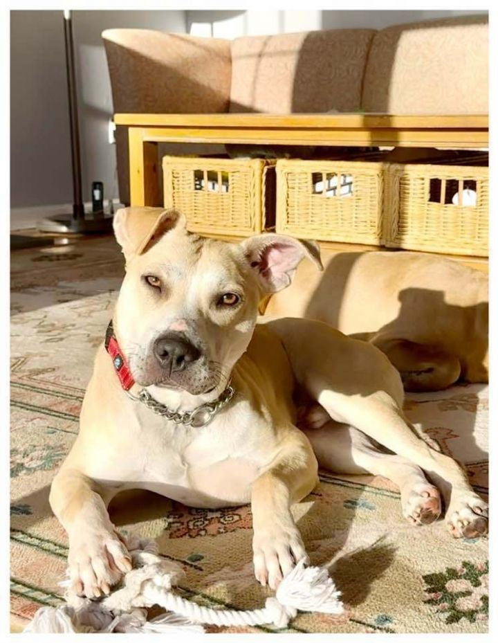 Baxter | Rebound Hounds