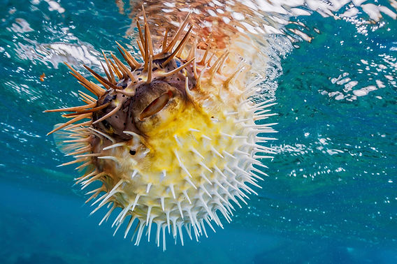 Can Puffer Fish Deflate