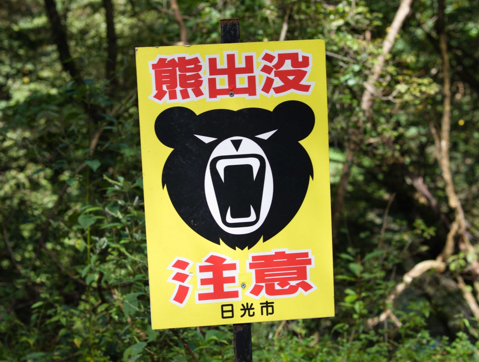 The Bear Essentials: Your Ultimate Guide to Bears in Japan