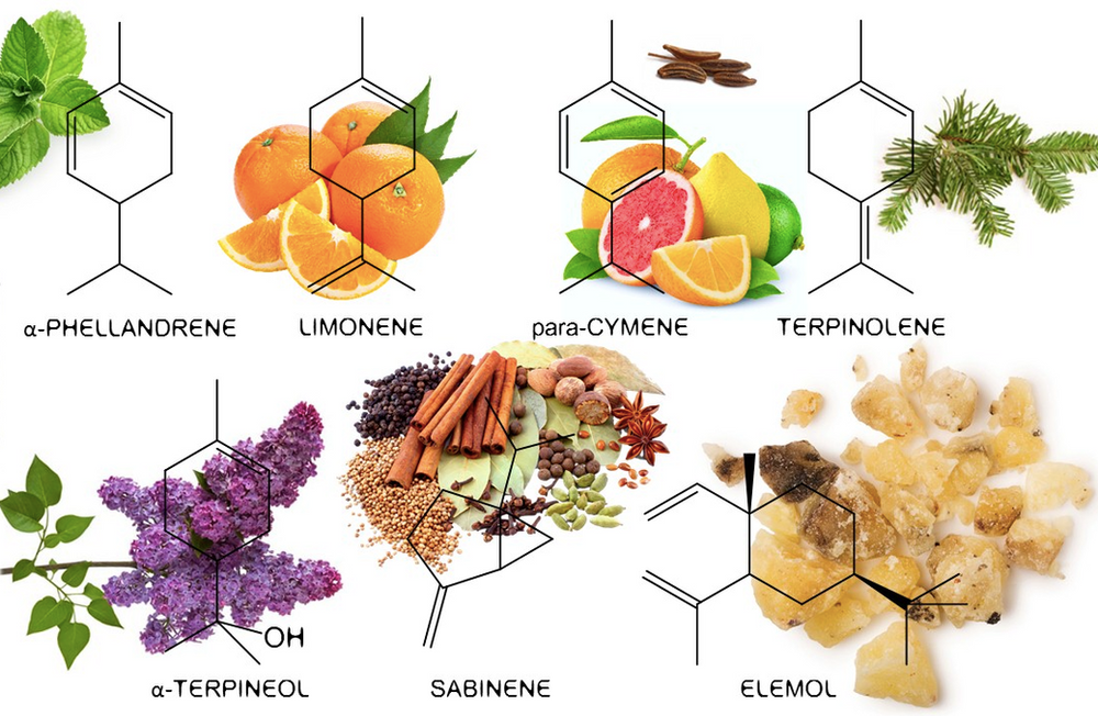 Los Terpenos Y Su Influencia En El Cannabis