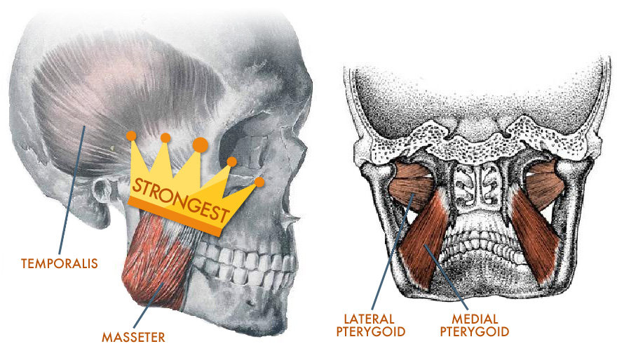 Mastication: A Closer Look