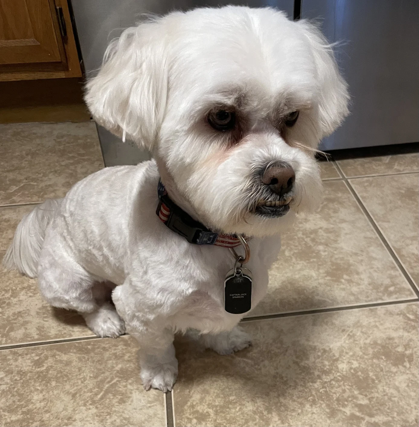 Home | Paws R Us In Home Mobile Grooming