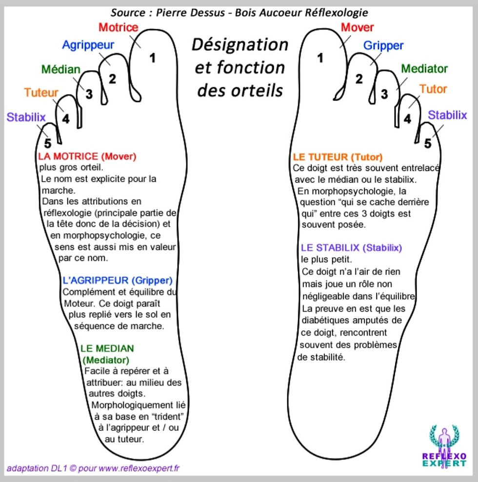 Noms des doigts de pieds : un grand vide