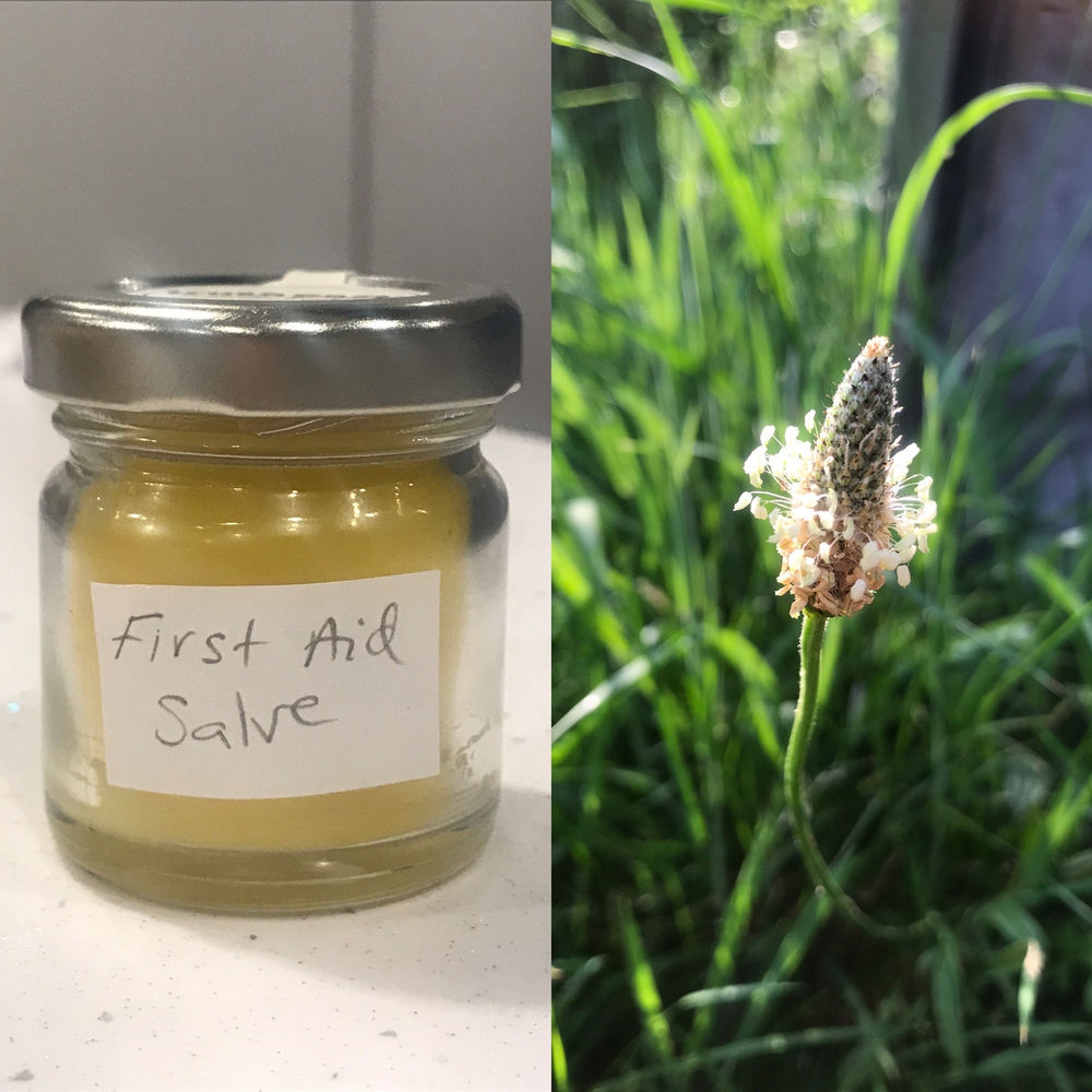 Ribwort Plantain: My 5 favourite uses for this amazing weed!