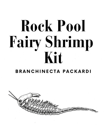 Rock Pool Fairy Shrimp kit | Branchiopod.com
