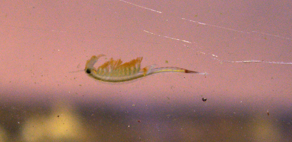 The Oregon Fairy Shrimp (Eubranchipus oregonus)