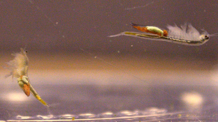 About | Branchiopod.com