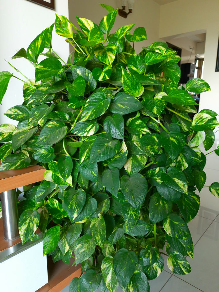 Best Kept Secrets Of Growing Money Plant Indoors Best Kept Secrets Of Growing Money Plant Indoors