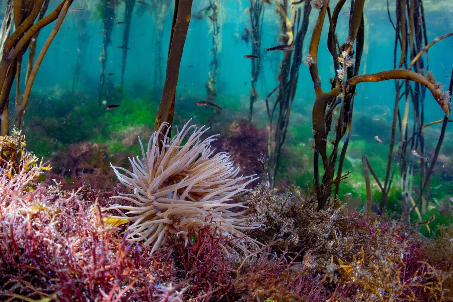 The top 5 snorkelling sites on St Martin’s, Isles of Scilly