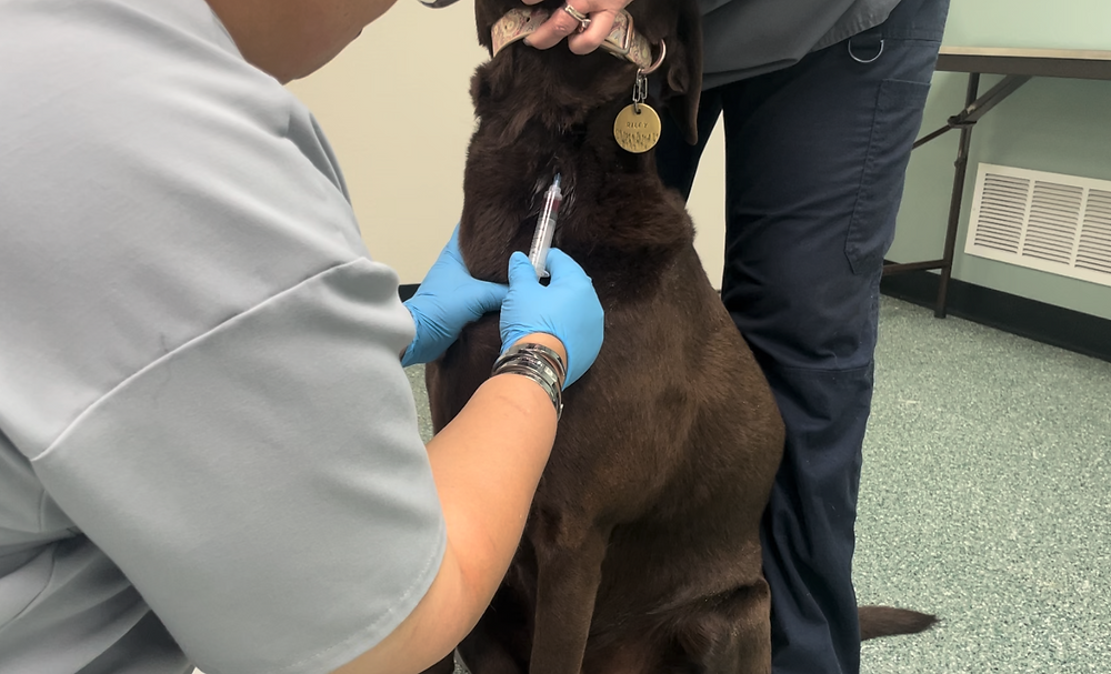 The Role of Progesterone in Canine Fertility: A Veterinary Perspective