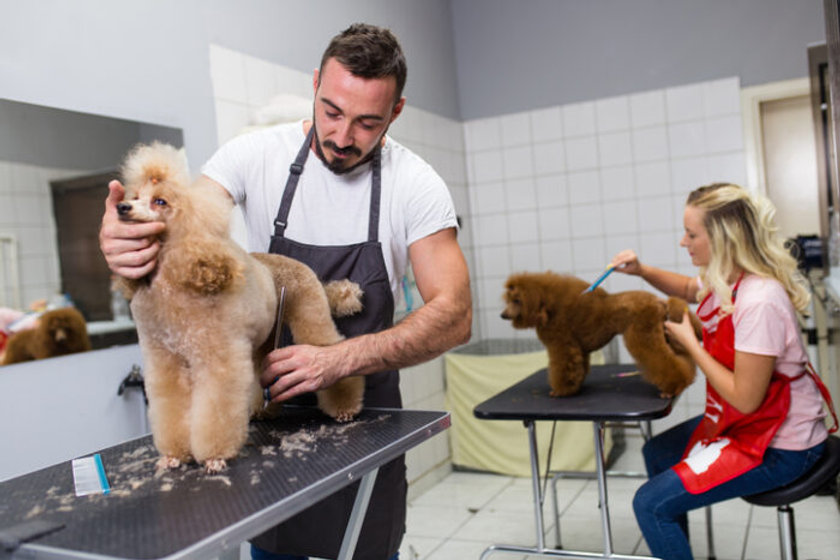 Dog Grooming Tips for Home: A Veterinary Professional’s Guide
