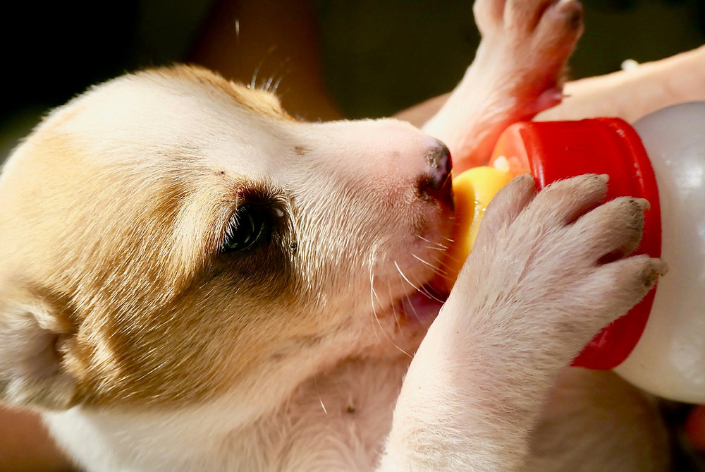 Recognizing Signs of Overfeeding in Newborn Puppies: Key Guidelines for ...