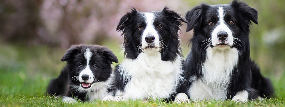 MDR1 Gene in Dogs: What You Need to Know