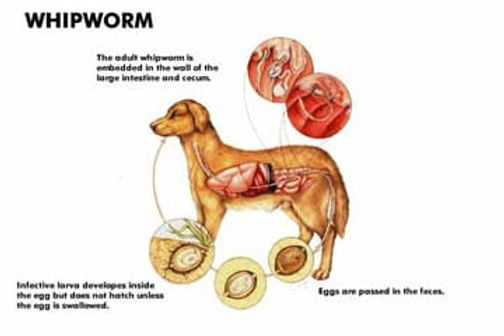 Understanding and Managing Whipworms in Dogs and Cats