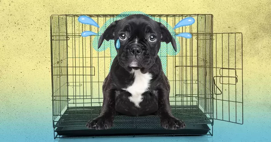 Puppy Crying in His Crate? Here’s What To Do