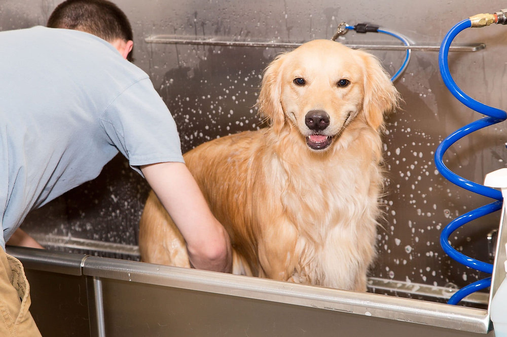 Quick Dog Grooming Tips: Expert Advice from a Veterinary Professional