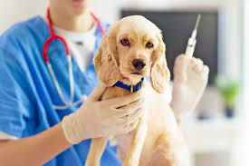What Is the DHPP Vaccine for Dogs?
